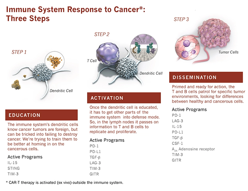 How scientists aim to expand immunotherapy options for cancer patients ...