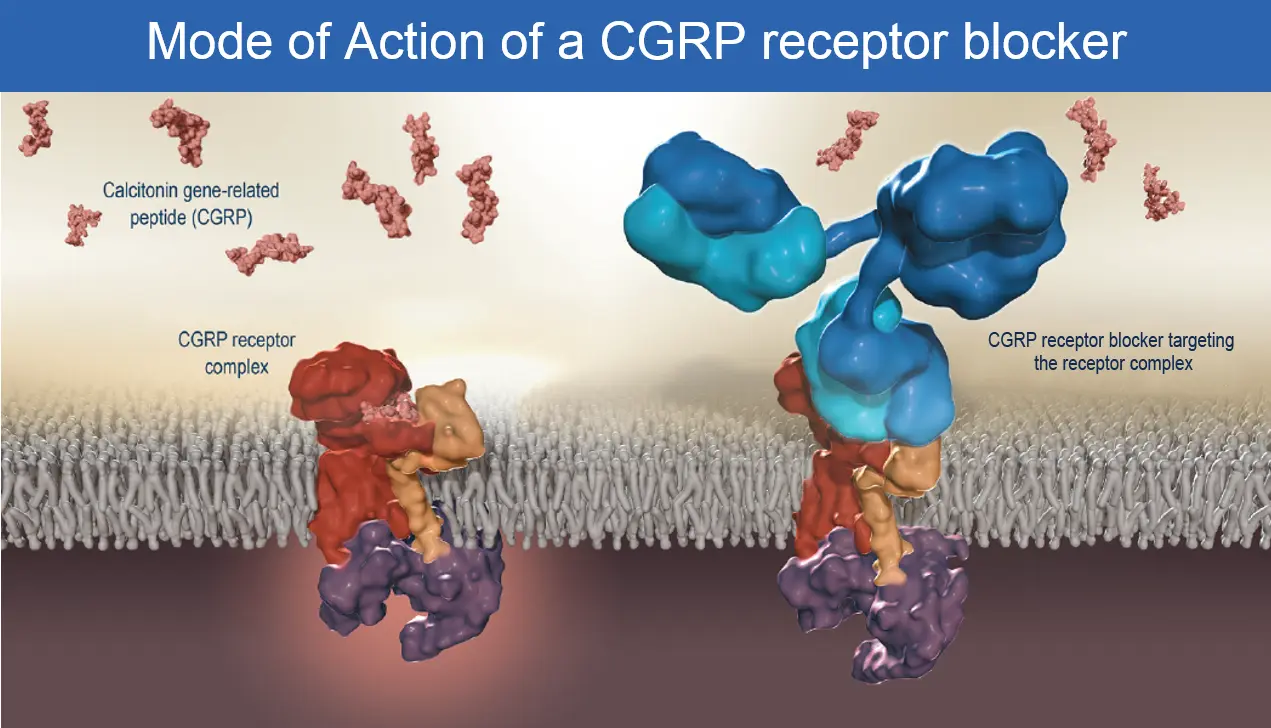 Mode of Action of a CGRP Receptor Blocker | Novartis
