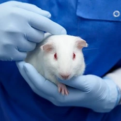 Biomedical Research On Animals